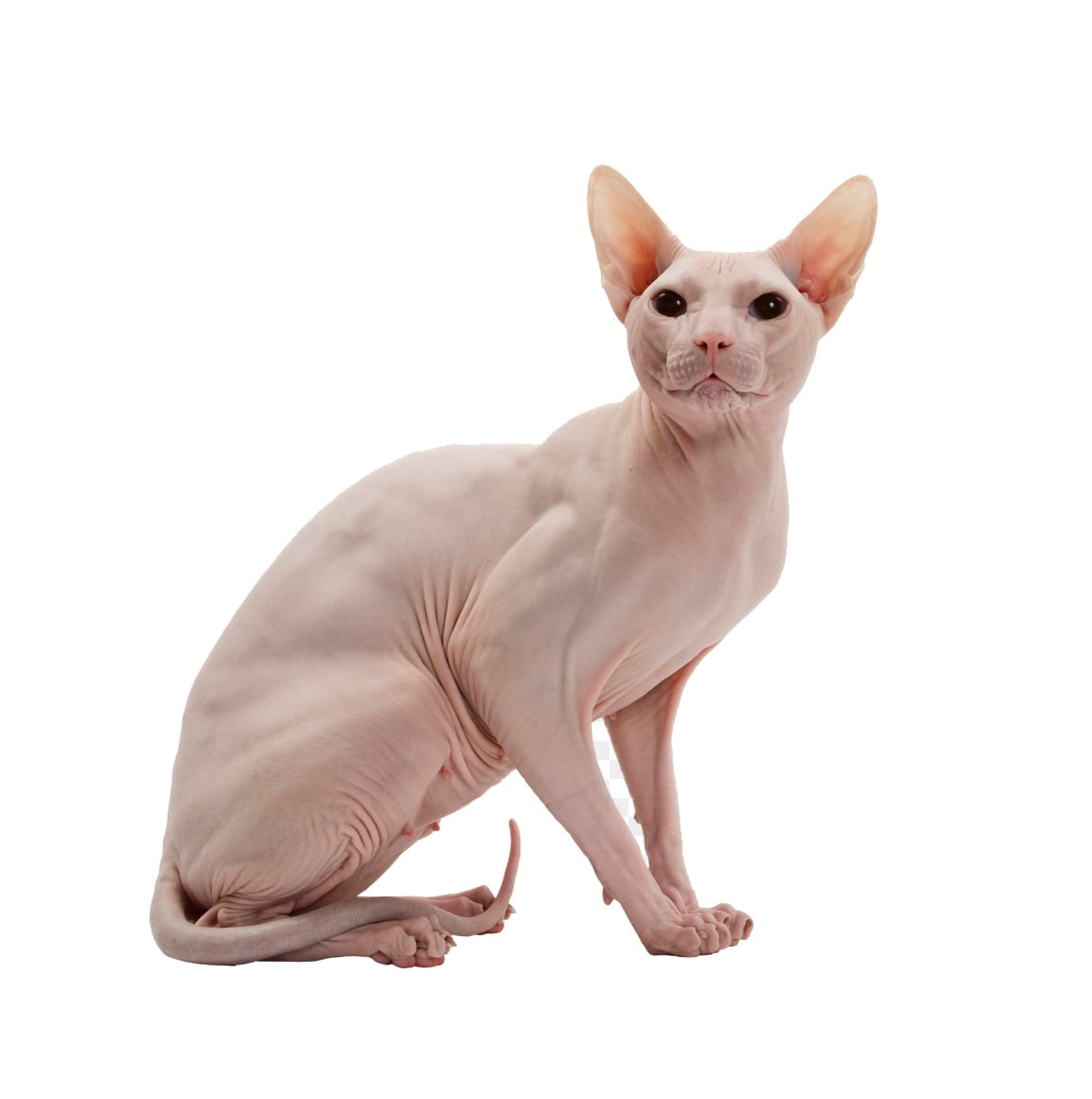 Bezdlake Mačke | Moja Mačka