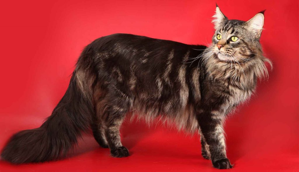 Maine Coon | Moja Mačka