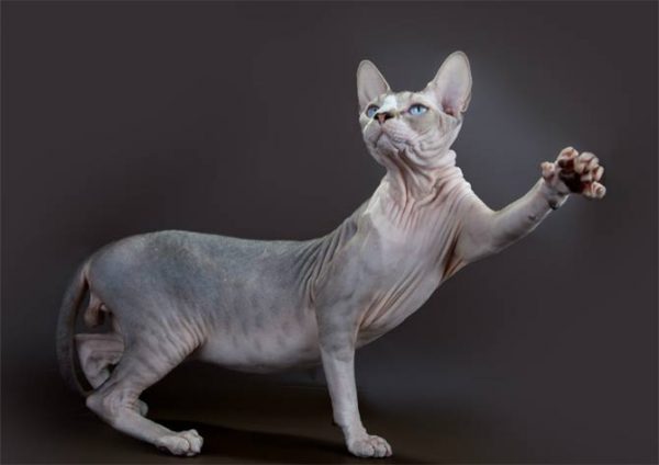 Sfinks ( Sphynx ) | Moja Mačka