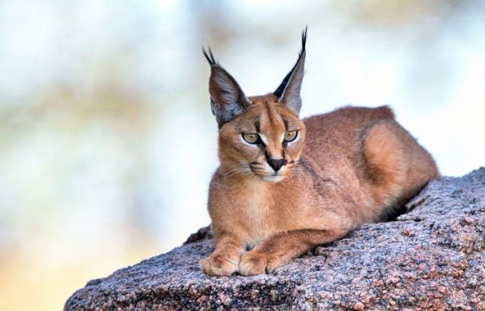 Karakal | Moja Mačka