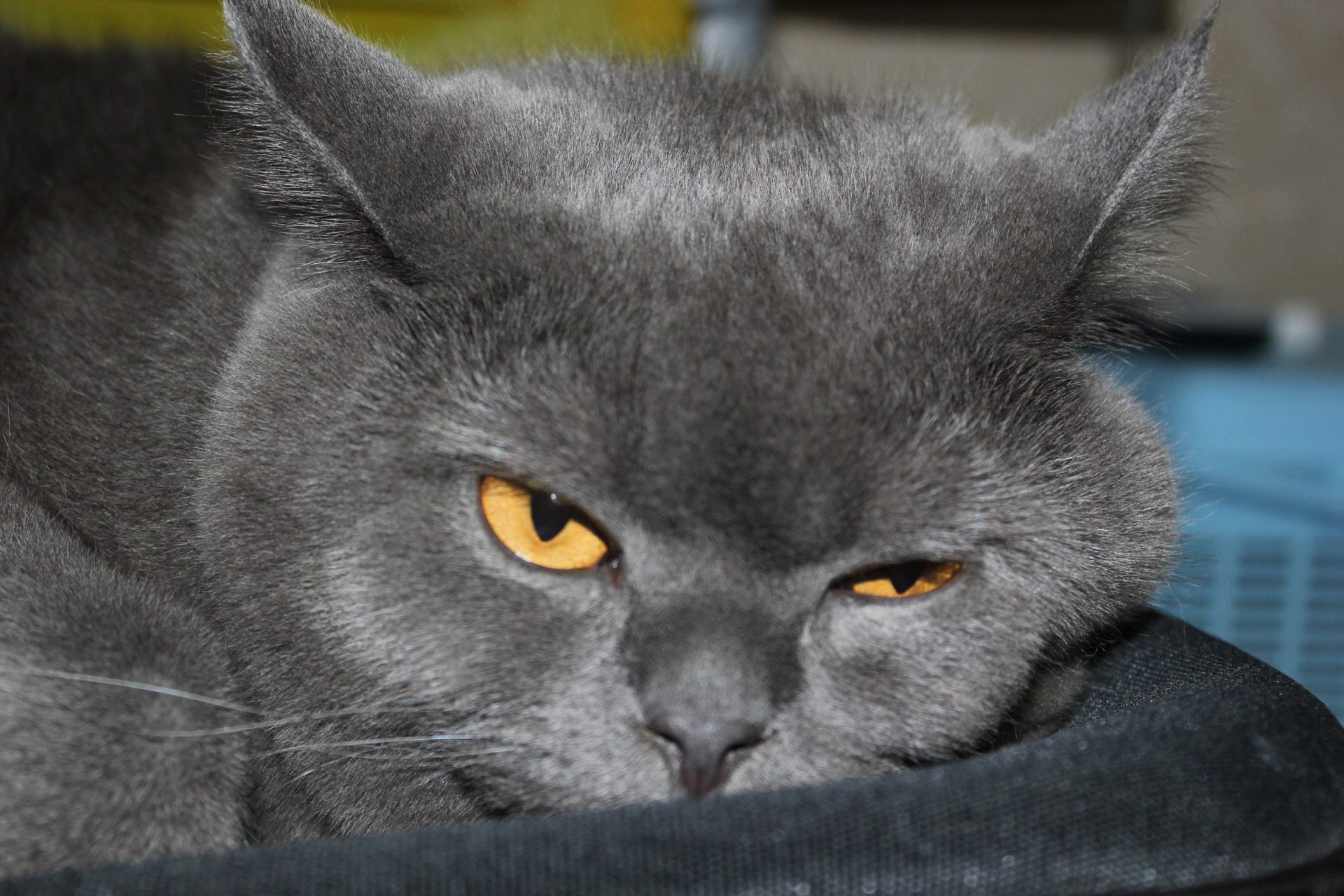 Britanska Mačka | Moja Mačka