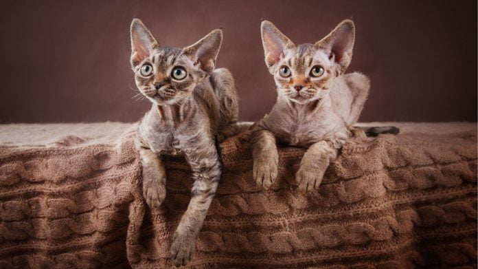 Top 7 Najpopularnijih Pasmina Mačaka U 2022.-2023. | Moja Mačka