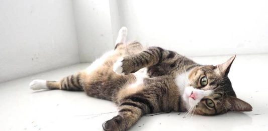 Moja Mačka | Sve O Mačkama