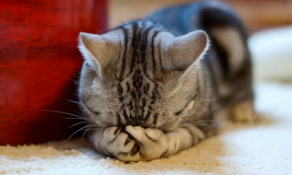 Nekontrolirano Mokrenje Kod Mačaka: Uzroci I Liječenje | Moja Mačka